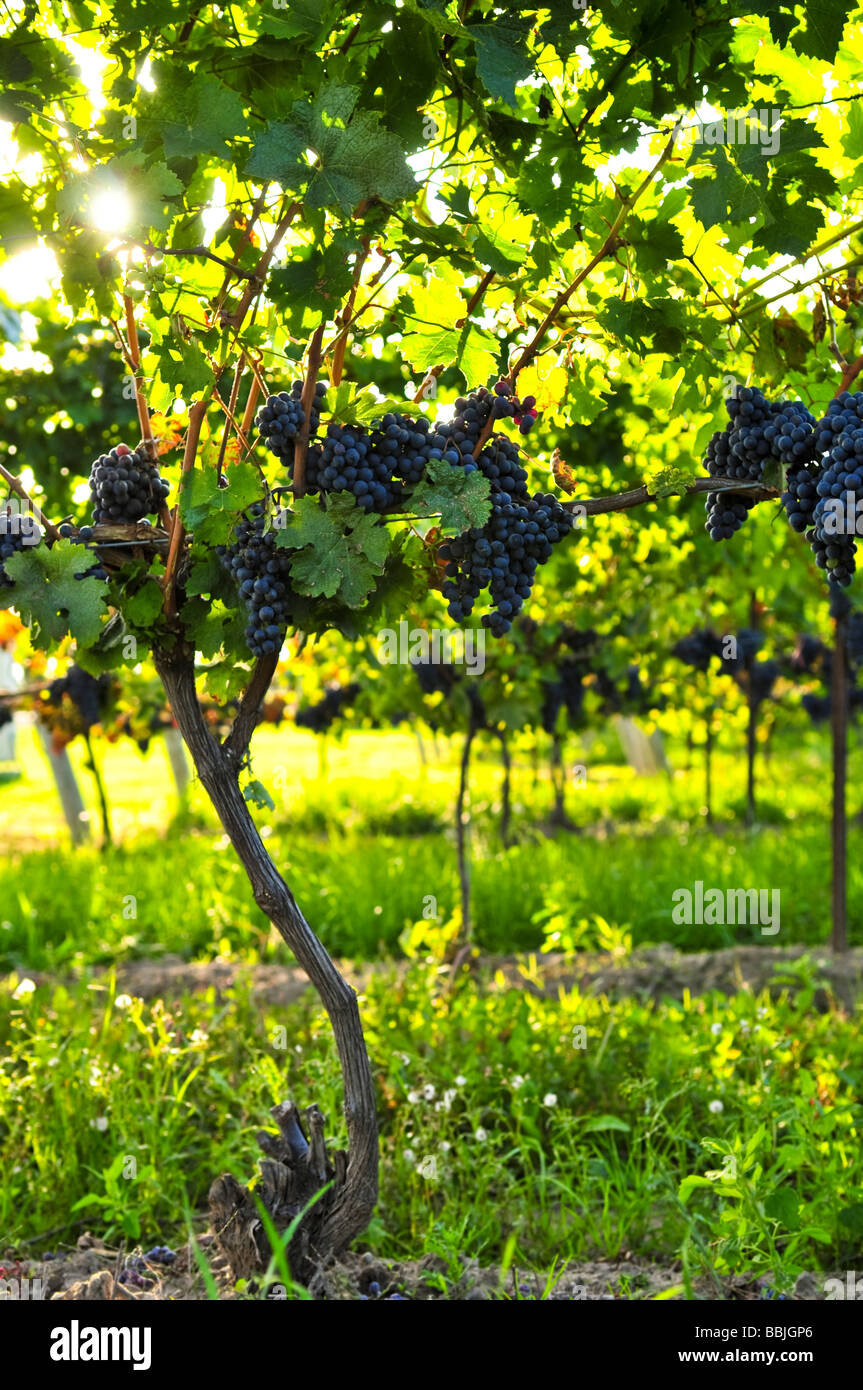 Purple grapes growing on vine in bright sunshine Stock Photo - Alamy