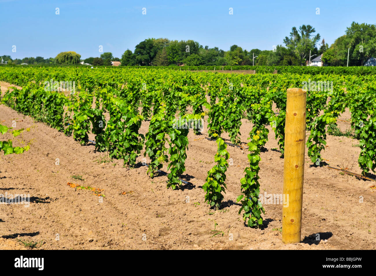 Rows of young grape vines growing in Niagara peninsula vineyard Stock ...