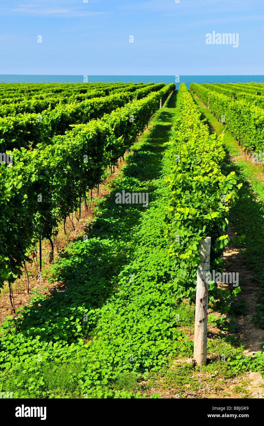 Rows of young grape vines growing in Niagara peninsula vineyard Stock ...