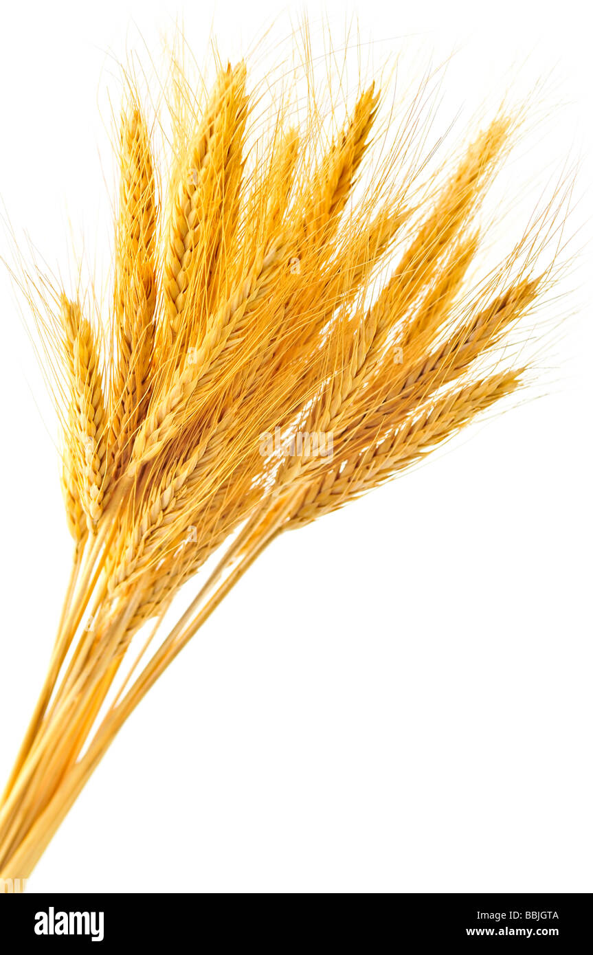 Stalks of golden wheat grain isolated on white background Stock Photo ...