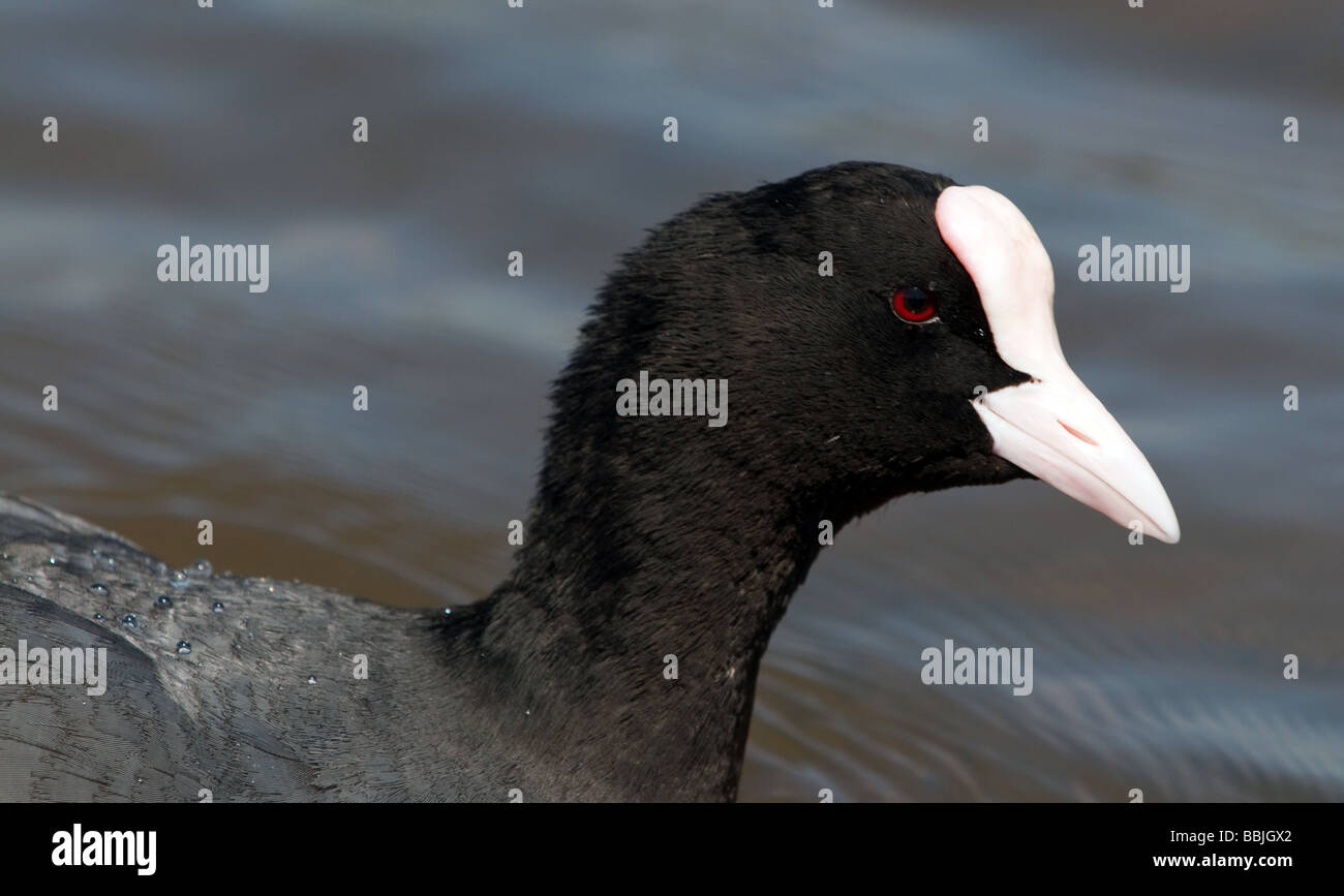 Black And White Water Bird High Resolution Stock Photography and Images ...