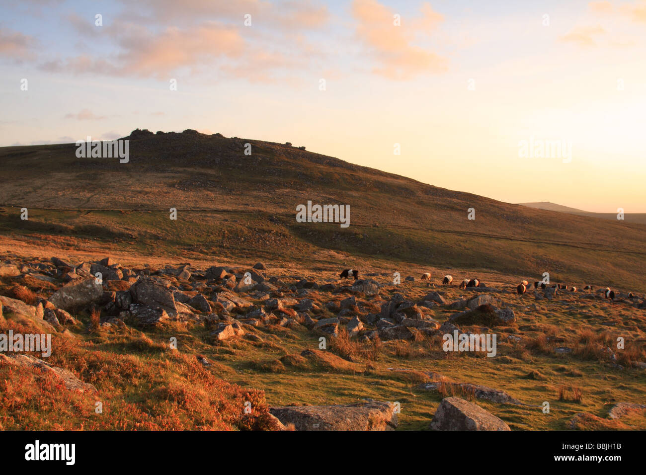 West Mill Tor, Dartmoor, Devon, Englan in Spring Stock Photo - Alamy