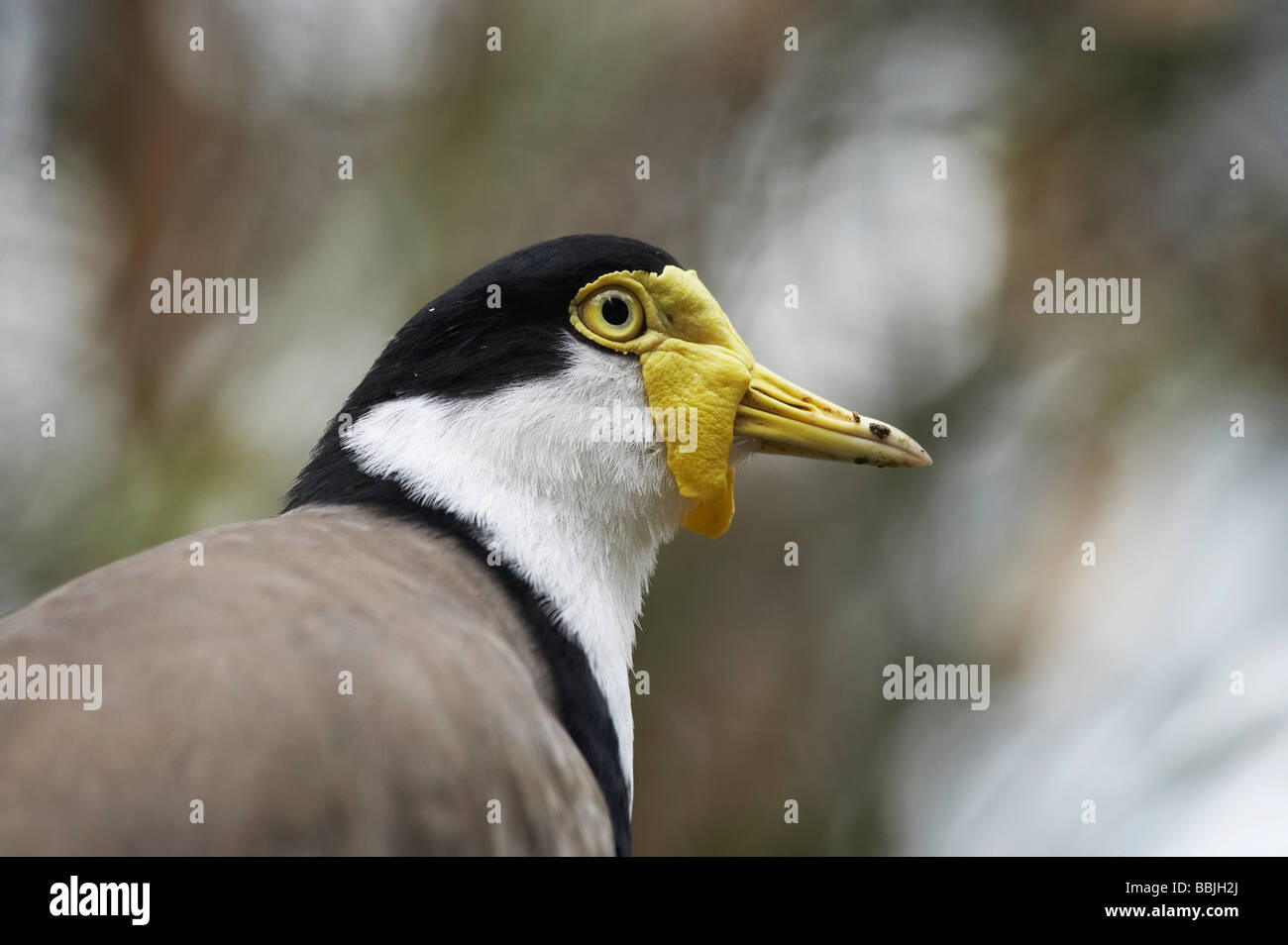 Masked Lapwing Spur winged Plover Vanellus miles Sydney New South Wales ...