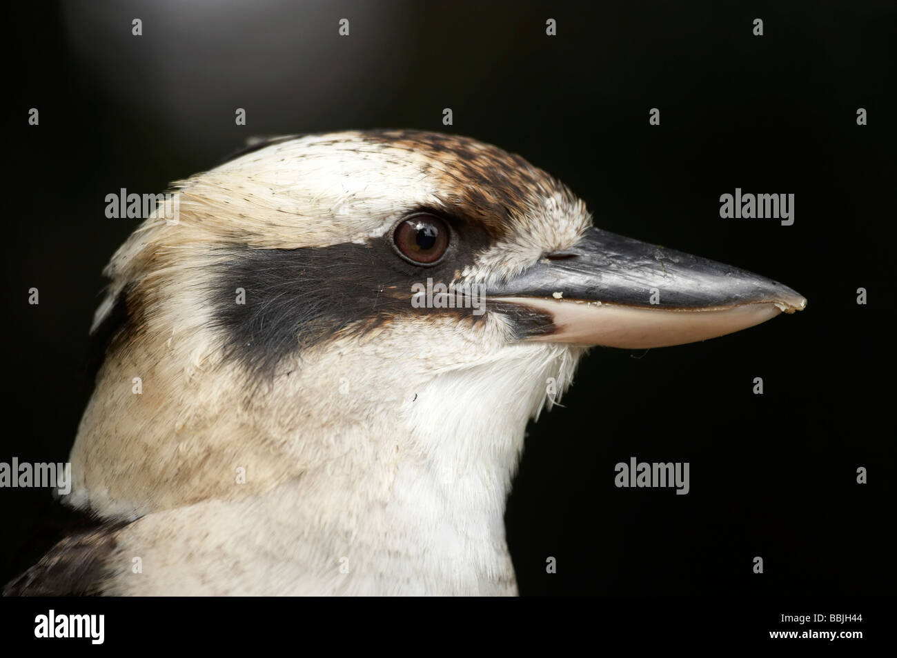 Dacelo gigas hi-res stock photography and images - Alamy