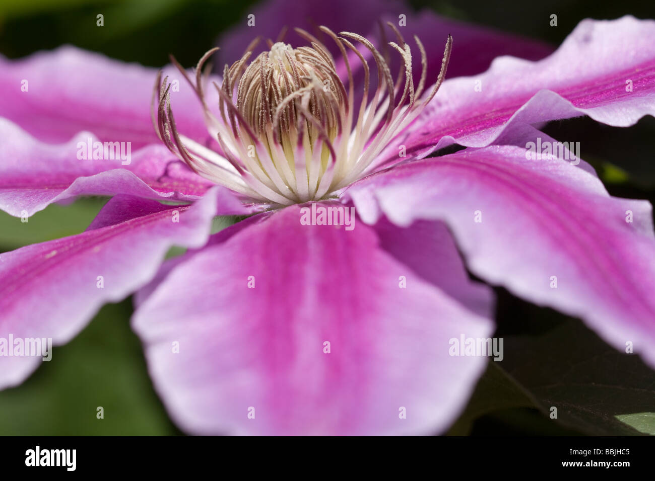 Clematis vine hi-res stock photography and images - Alamy