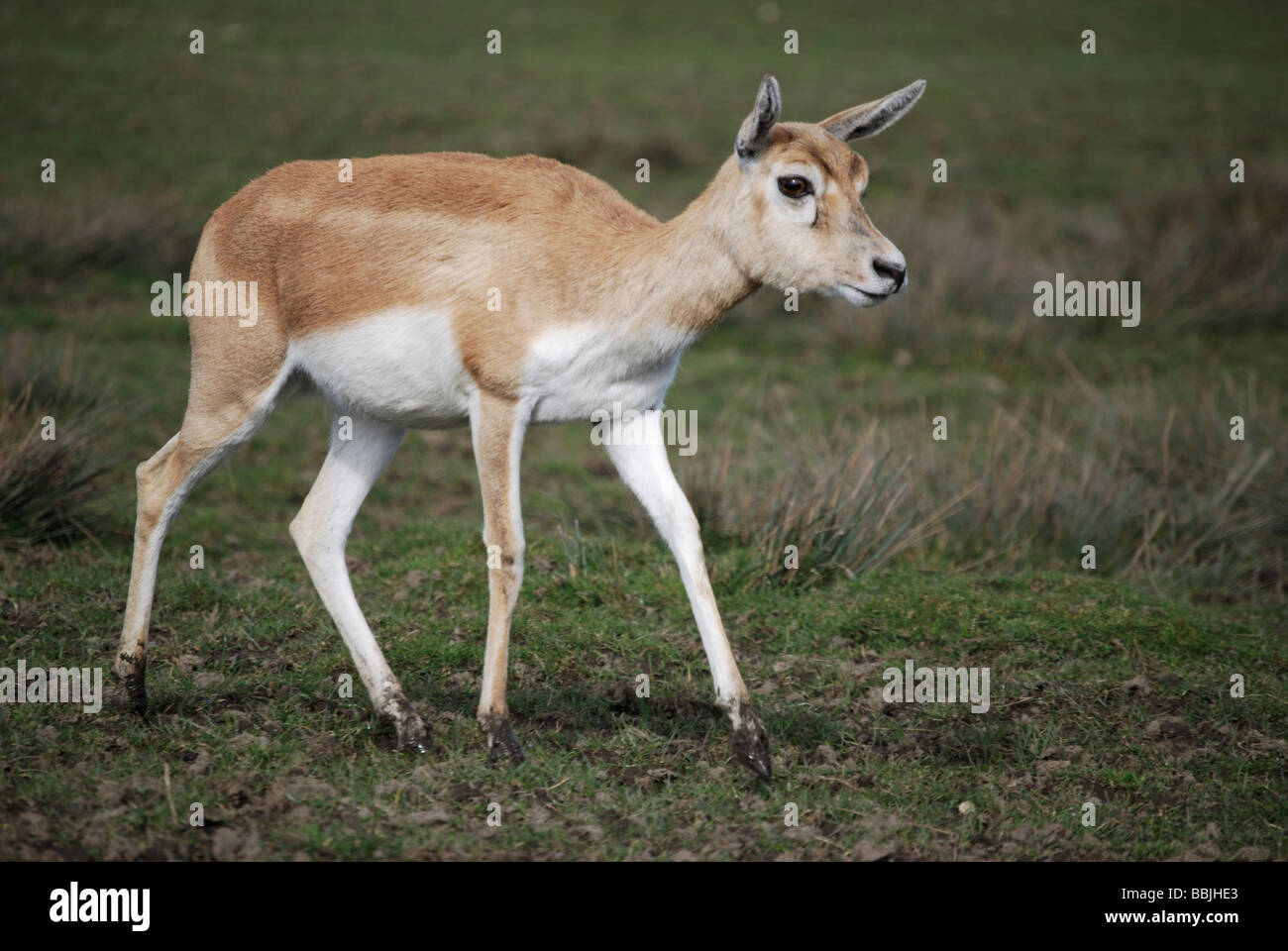 A young Blackbuck Antelope Stock Photo - Alamy