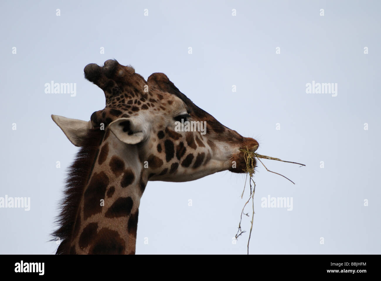 A Reticulated Giraffe, Giraffa camelopardalis, eating hay and grass ...