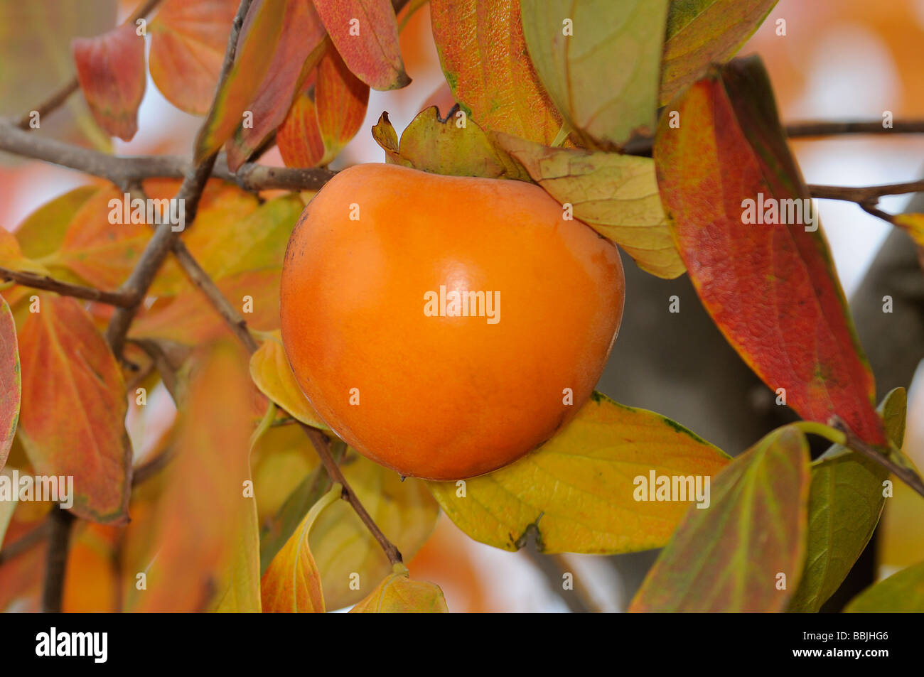 Persimmons fruit in Autumn Stock Photo - Alamy