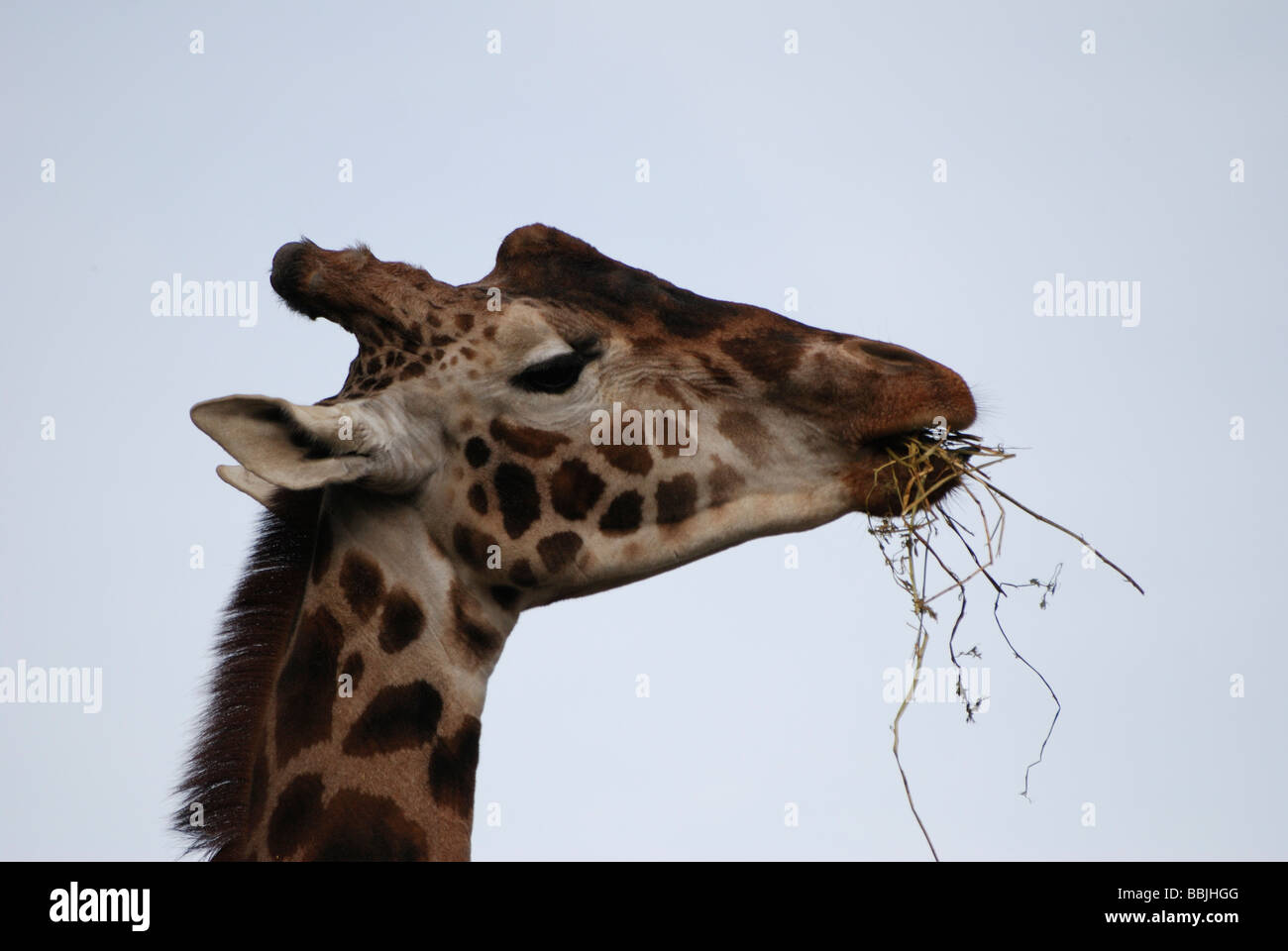 A Reticulated Giraffe Giraffa camelopardalis eating hay and grass Stock ...