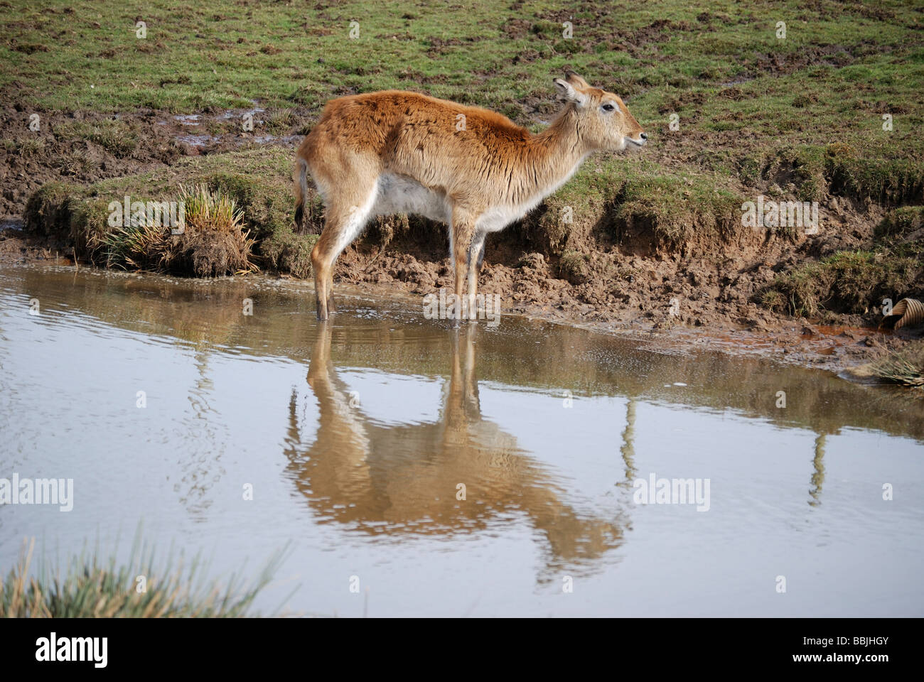 Kobus leche ungulate mammal young swamp marsh habitat hi-res stock ...