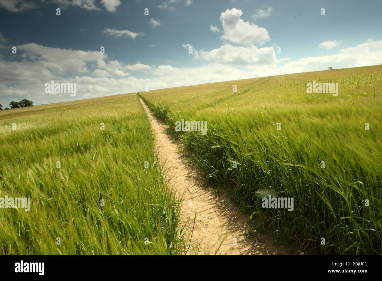 Path through wheatfield hi-res stock photography and images - Alamy