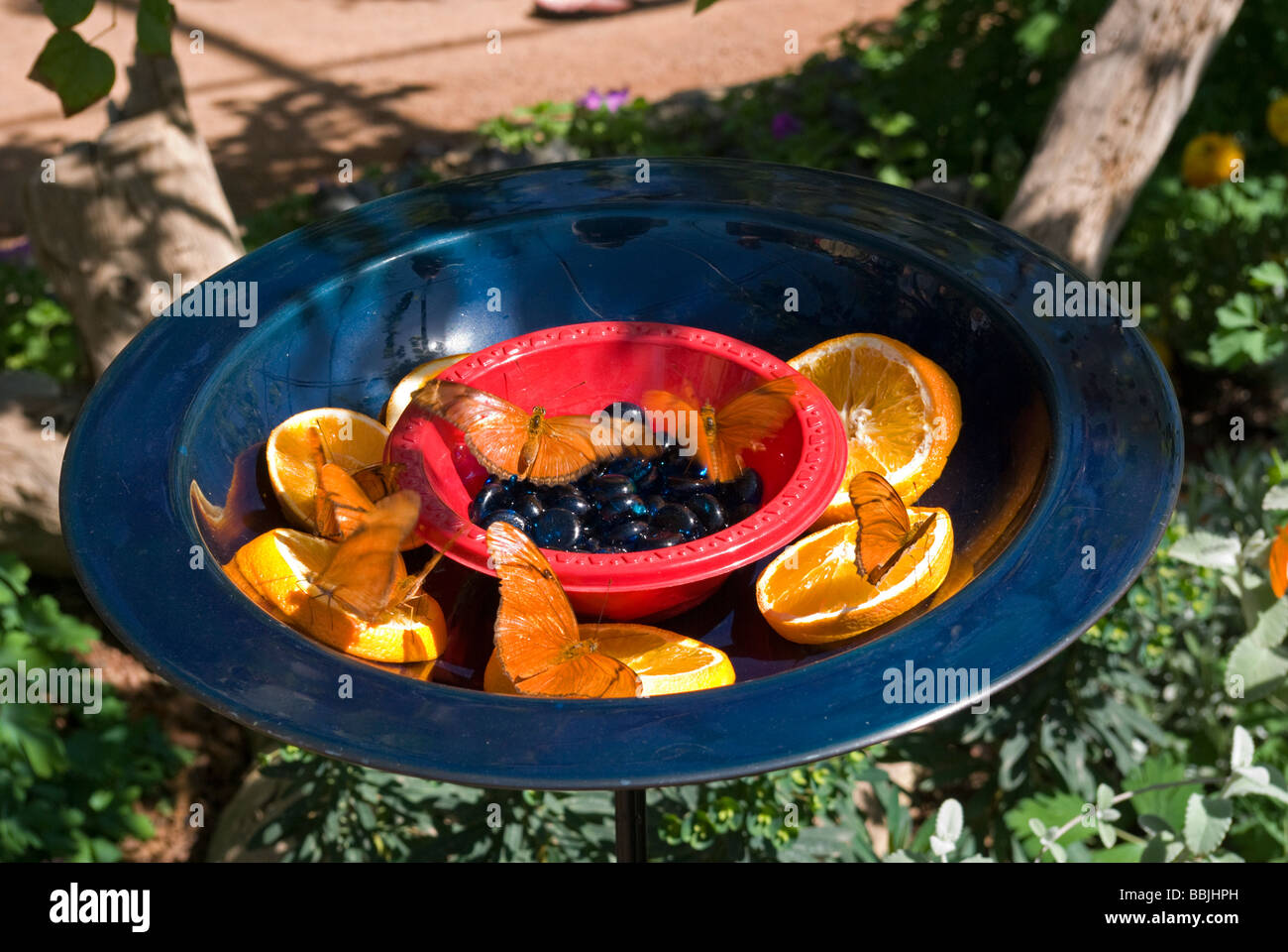 USA Arizona Phoenix Desert Botanical Gardens Papago Park butterfly ...
