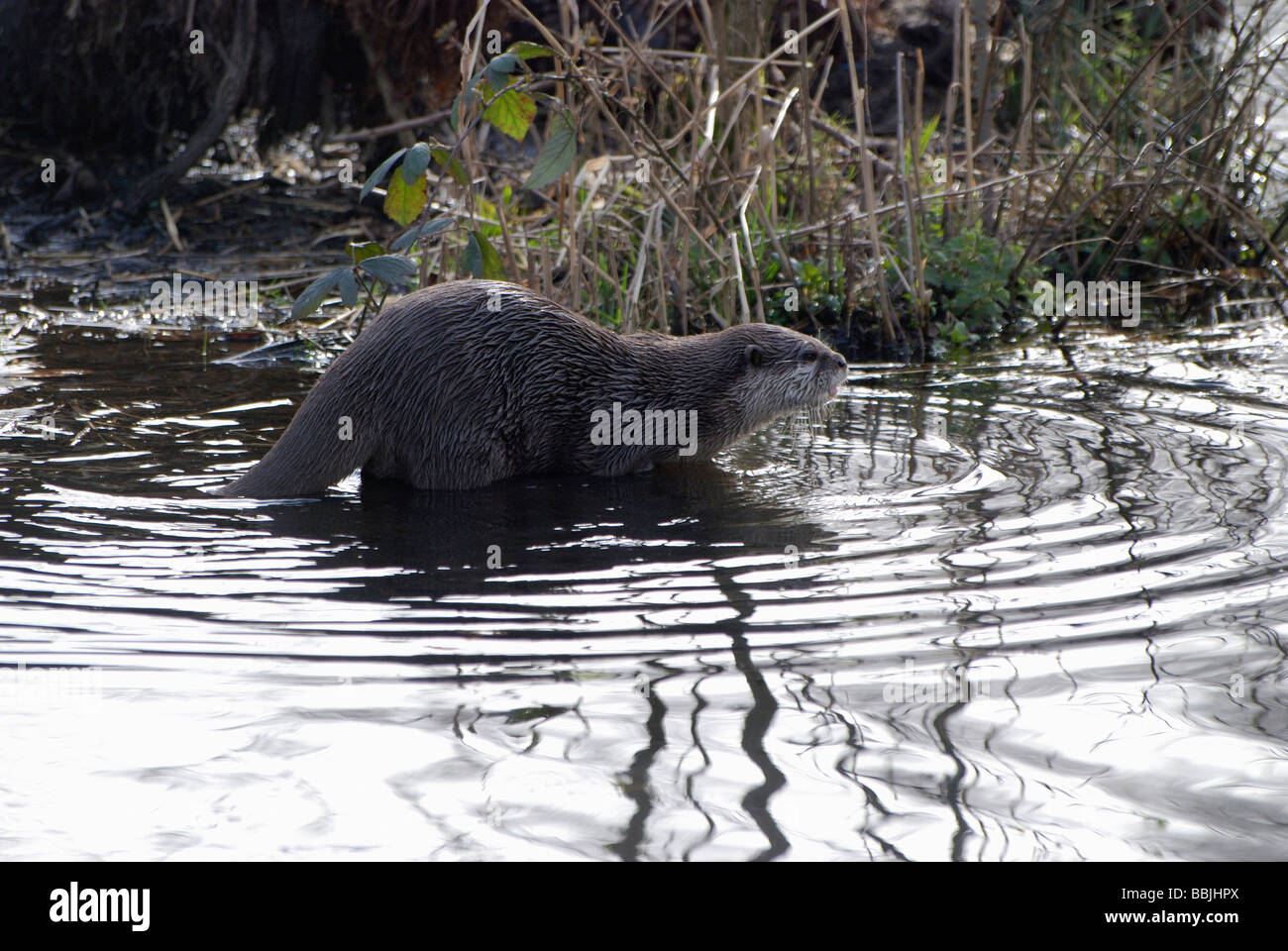 An Oriental Short Clawed Otter about to swim across a small river Stock ...