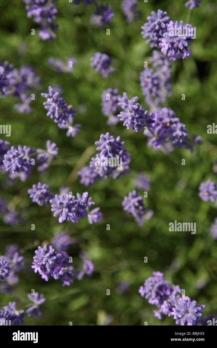 English lavender plants hi-res stock photography and images - Alamy