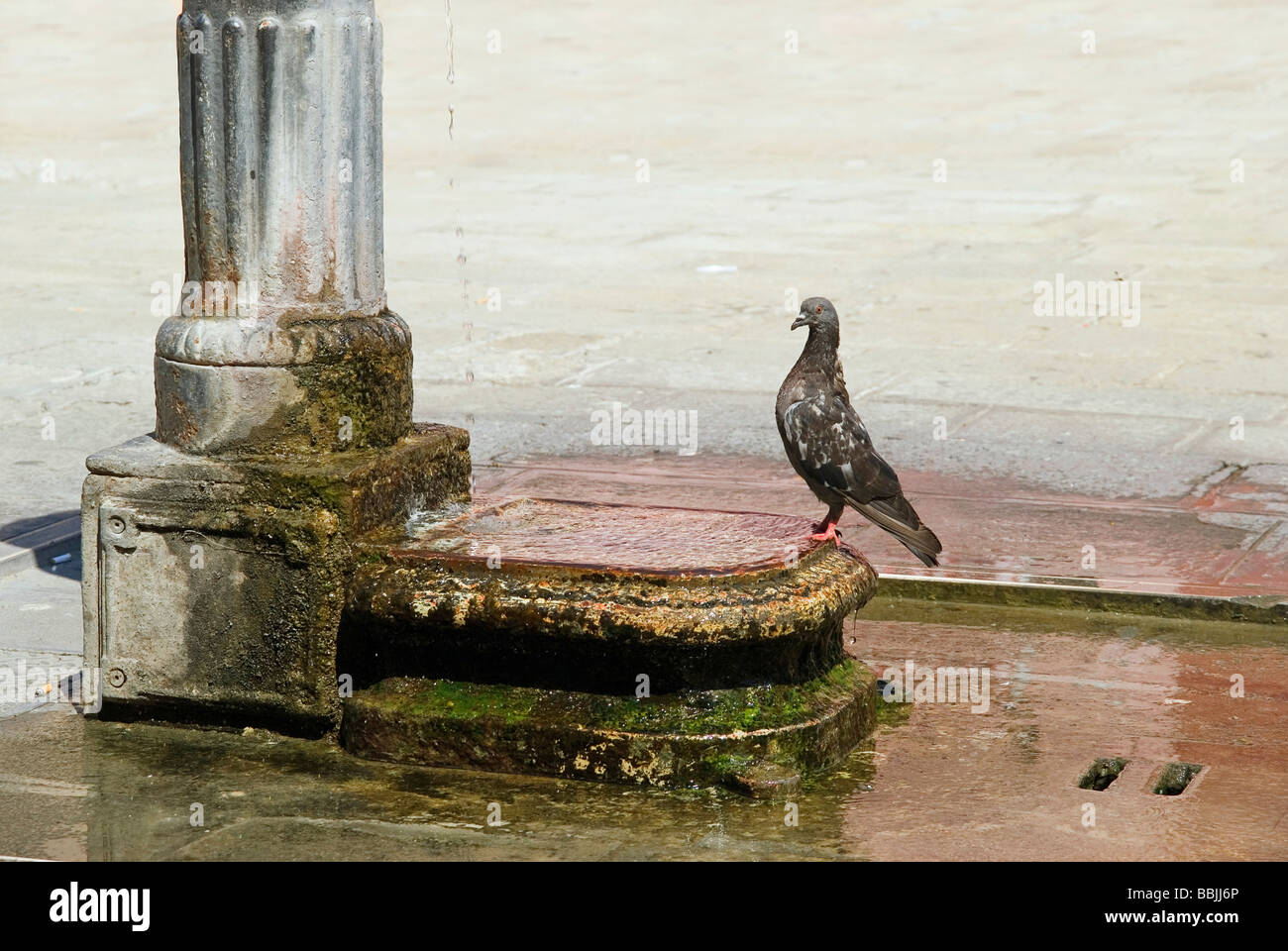 Dove at a fountain in Burano, Venice, Italy, Europe Stock Photo - Alamy