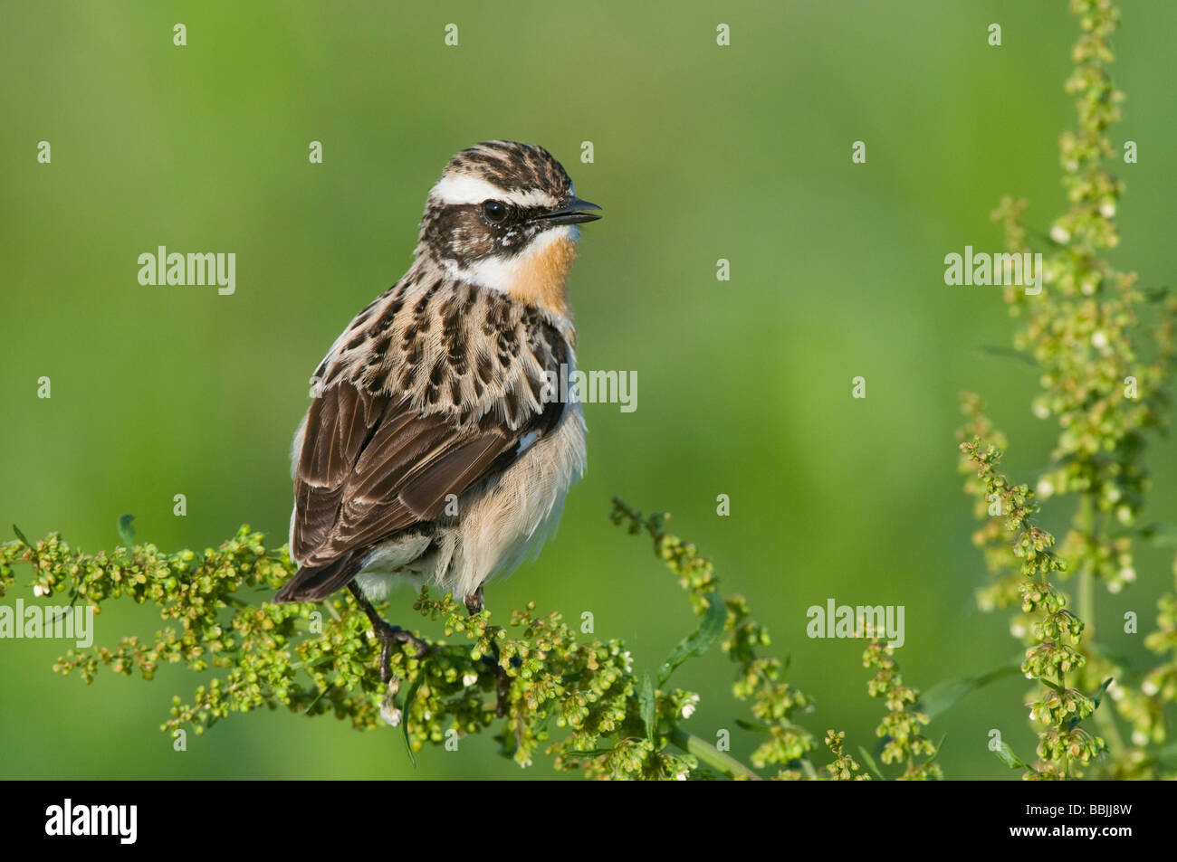 Saxicola whinchat hi-res stock photography and images - Alamy