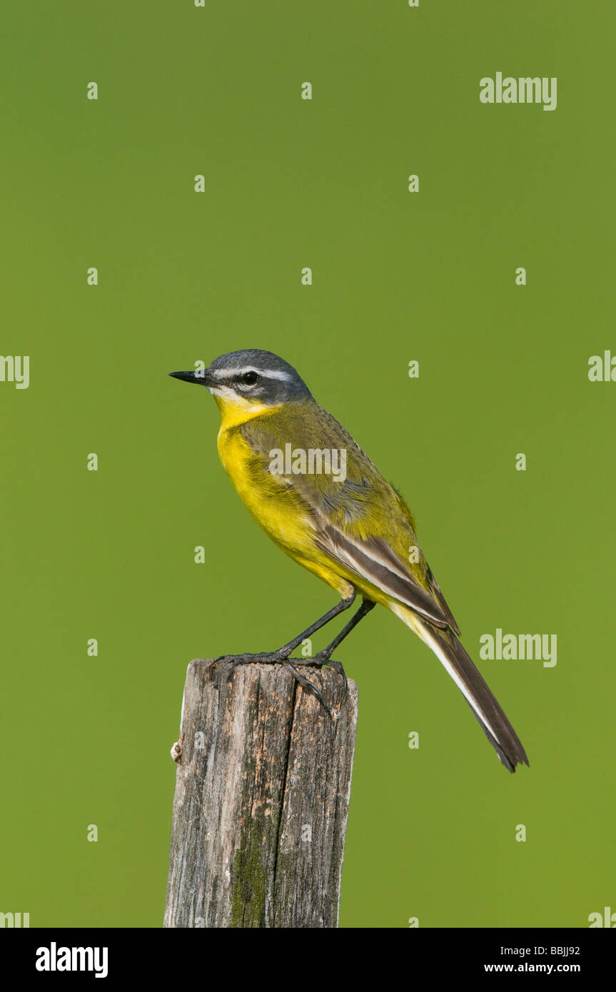 Blue headed wagtail hi-res stock photography and images - Alamy