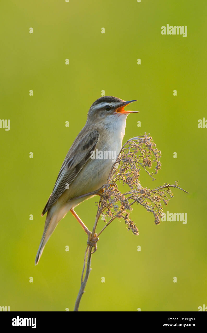 Sedge Warbler (Acrocephalus schoenobaenus Stock Photo - Alamy