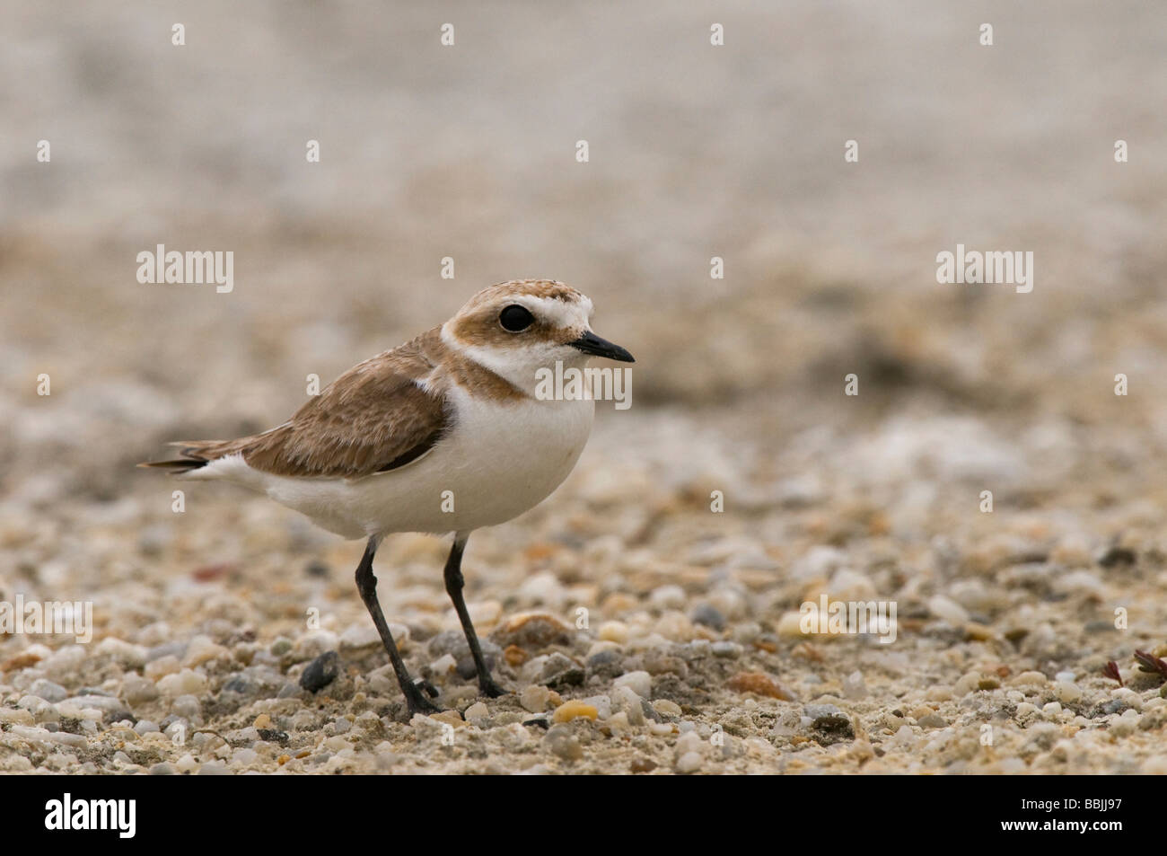 Kentish Plover (Charadrius alexandrinus Stock Photo - Alamy