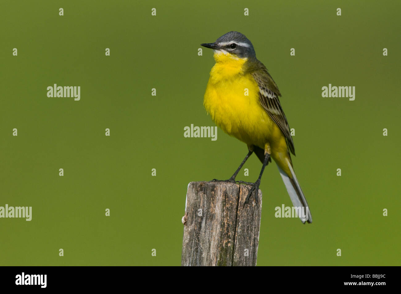 Blue headed wagtail hi-res stock photography and images - Alamy