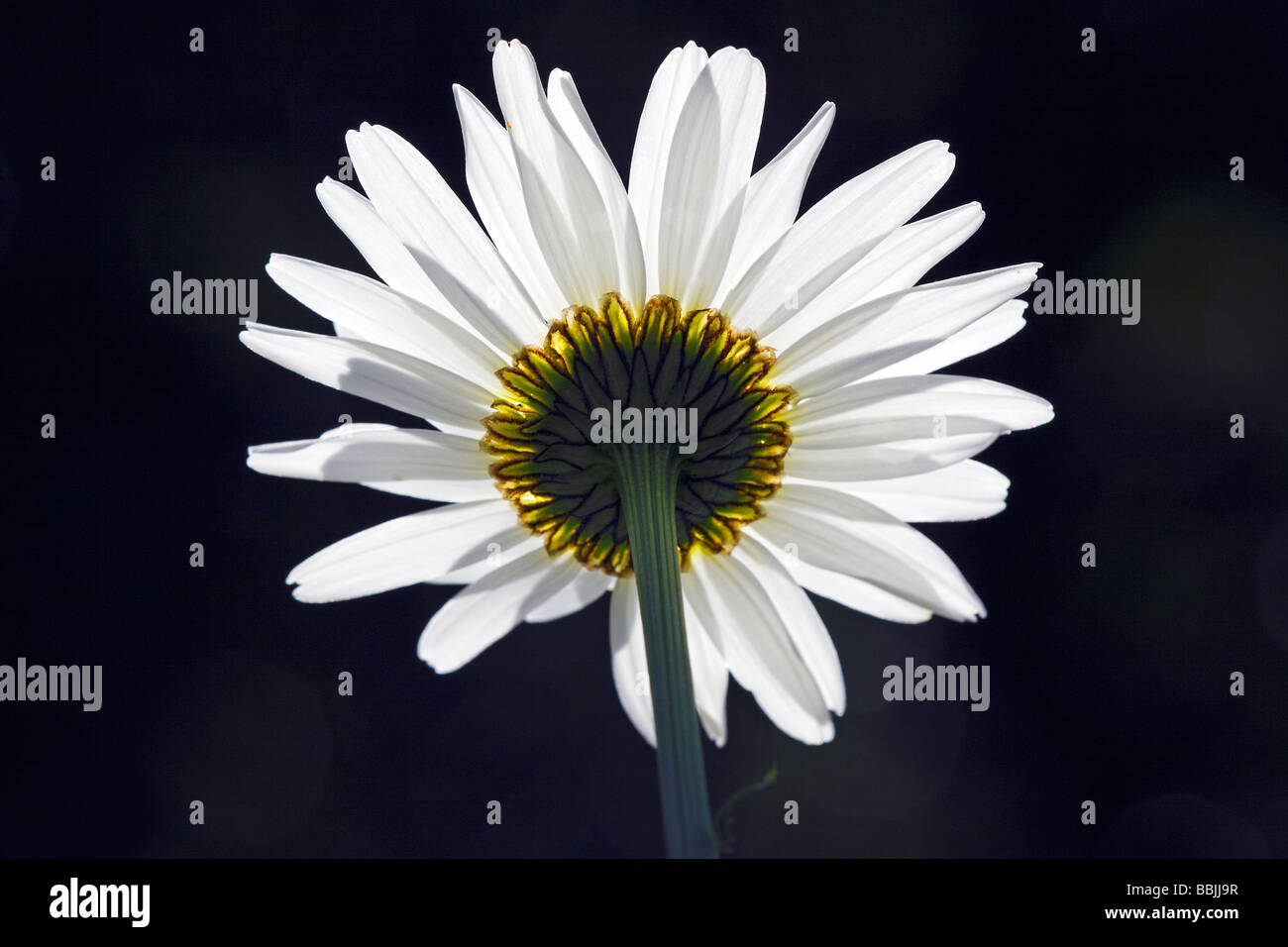Marguerite, Moon daisy, oxeye daisy, blossom in backlight (Leucanthemum ...