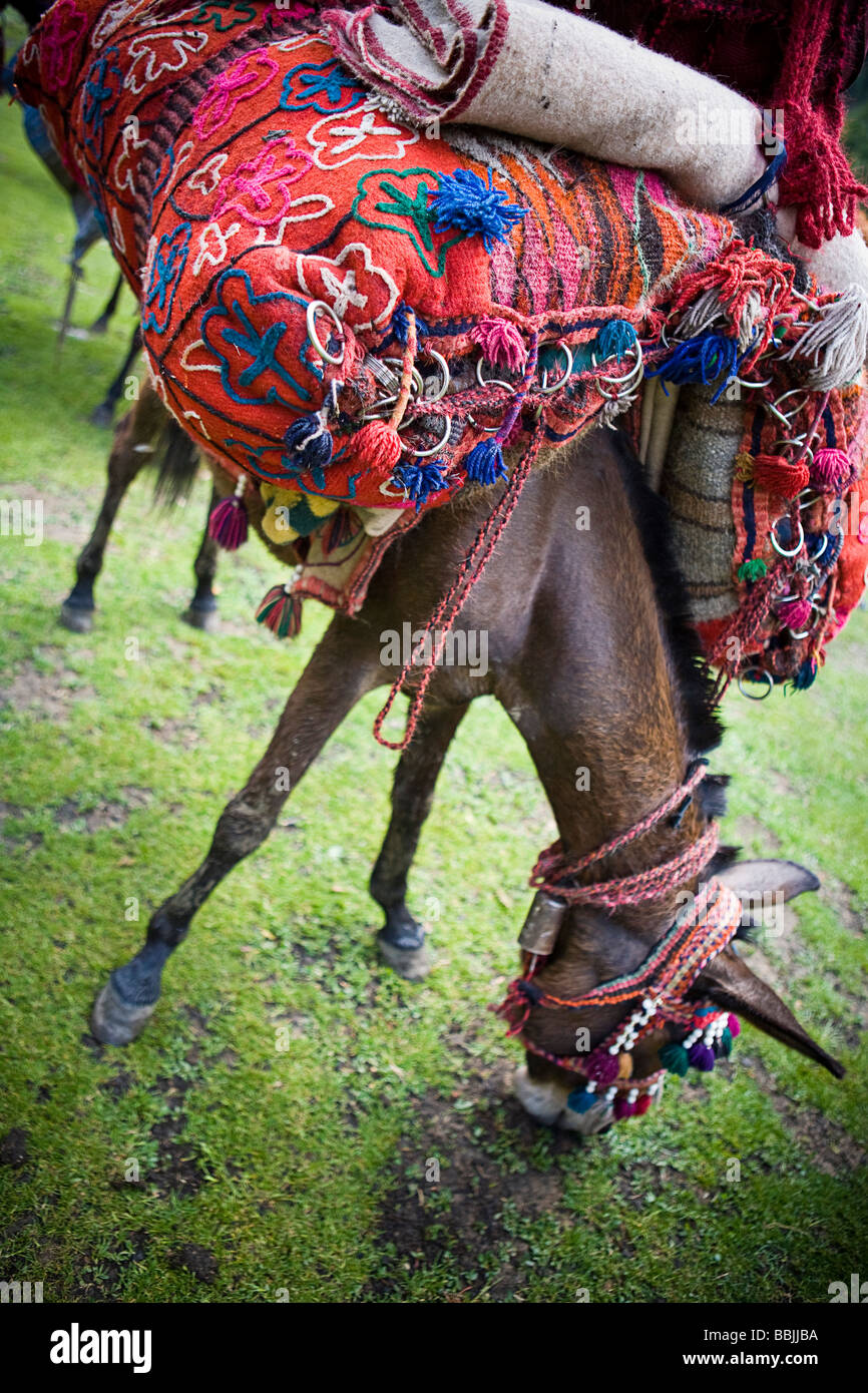 Pack donkey india hi-res stock photography and images - Alamy