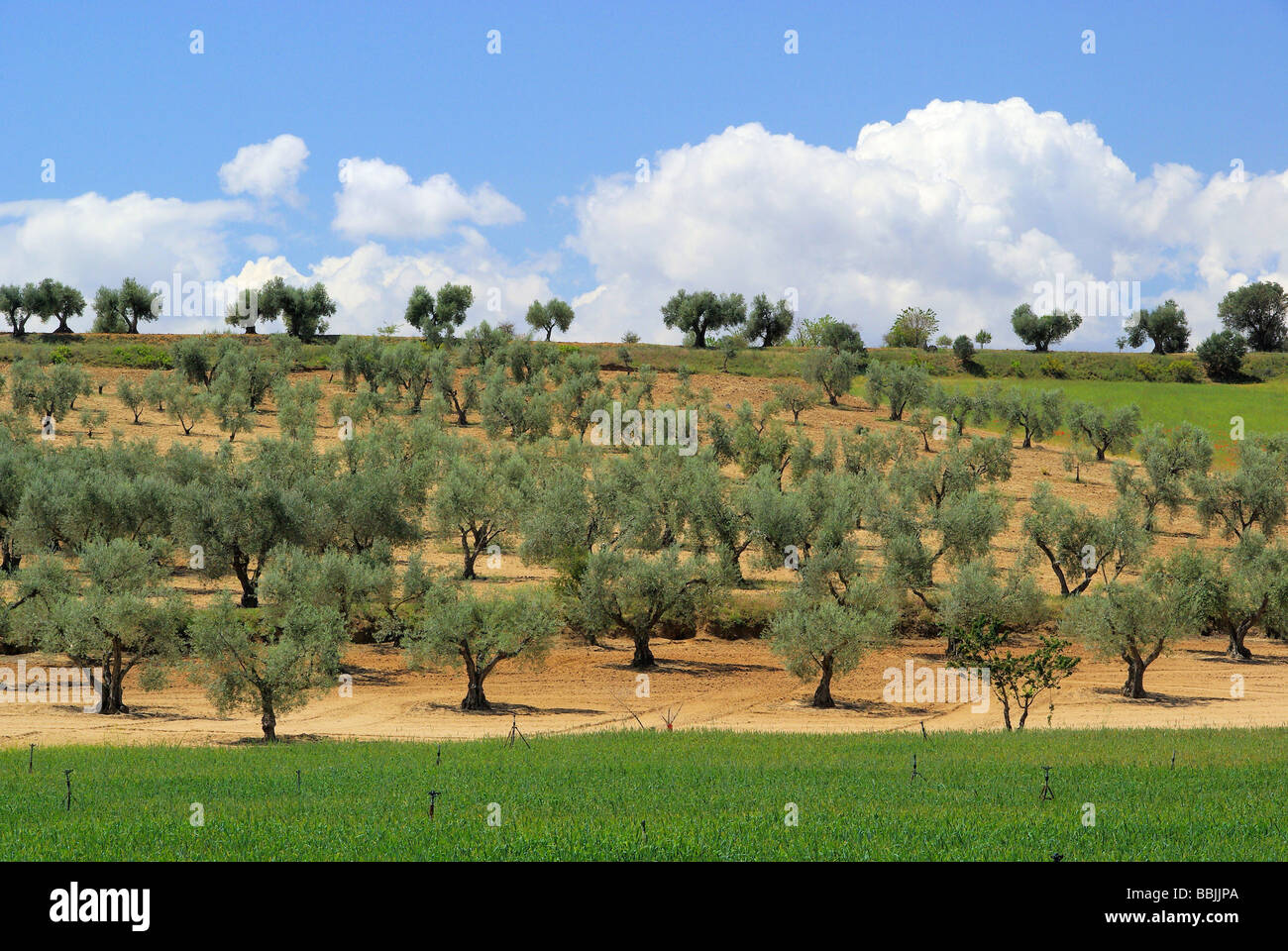 Olive grove with hi-res stock photography and images - Alamy