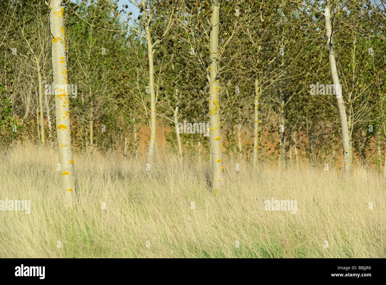 Pappelwald populus forest 06 Stock Photo - Alamy