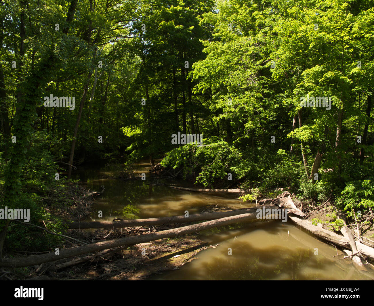 Galien River in Warren Woods State Park. These woods are an example of ...