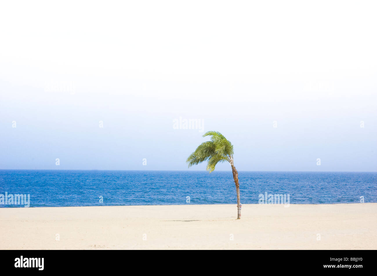View of Beach, Ocean, and One Lonely Palm Tree Stock Photo - Alamy