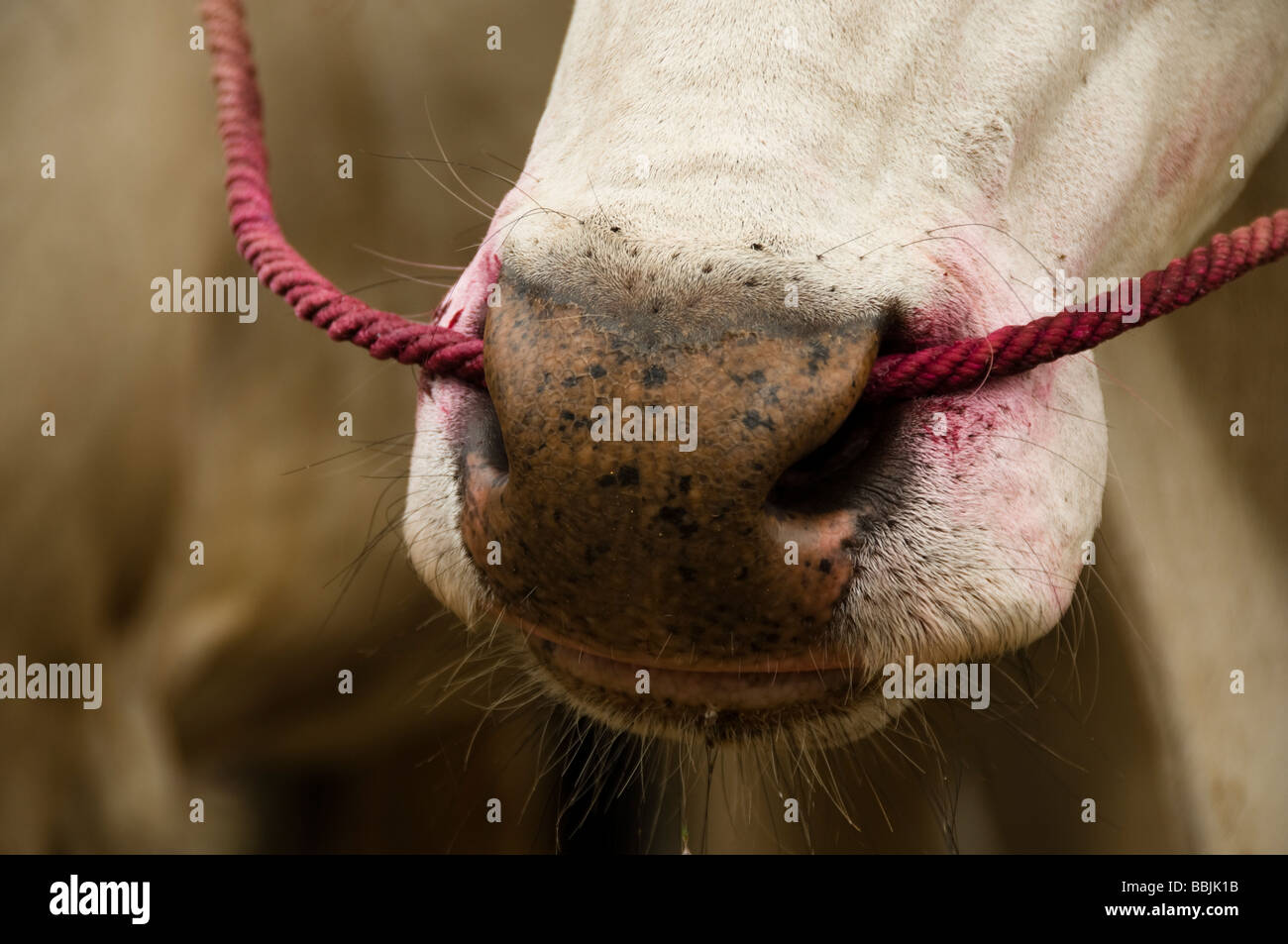 Domestic Cattle Bos Primigenius F Taurus Stock Photos & Domestic Cattle ...