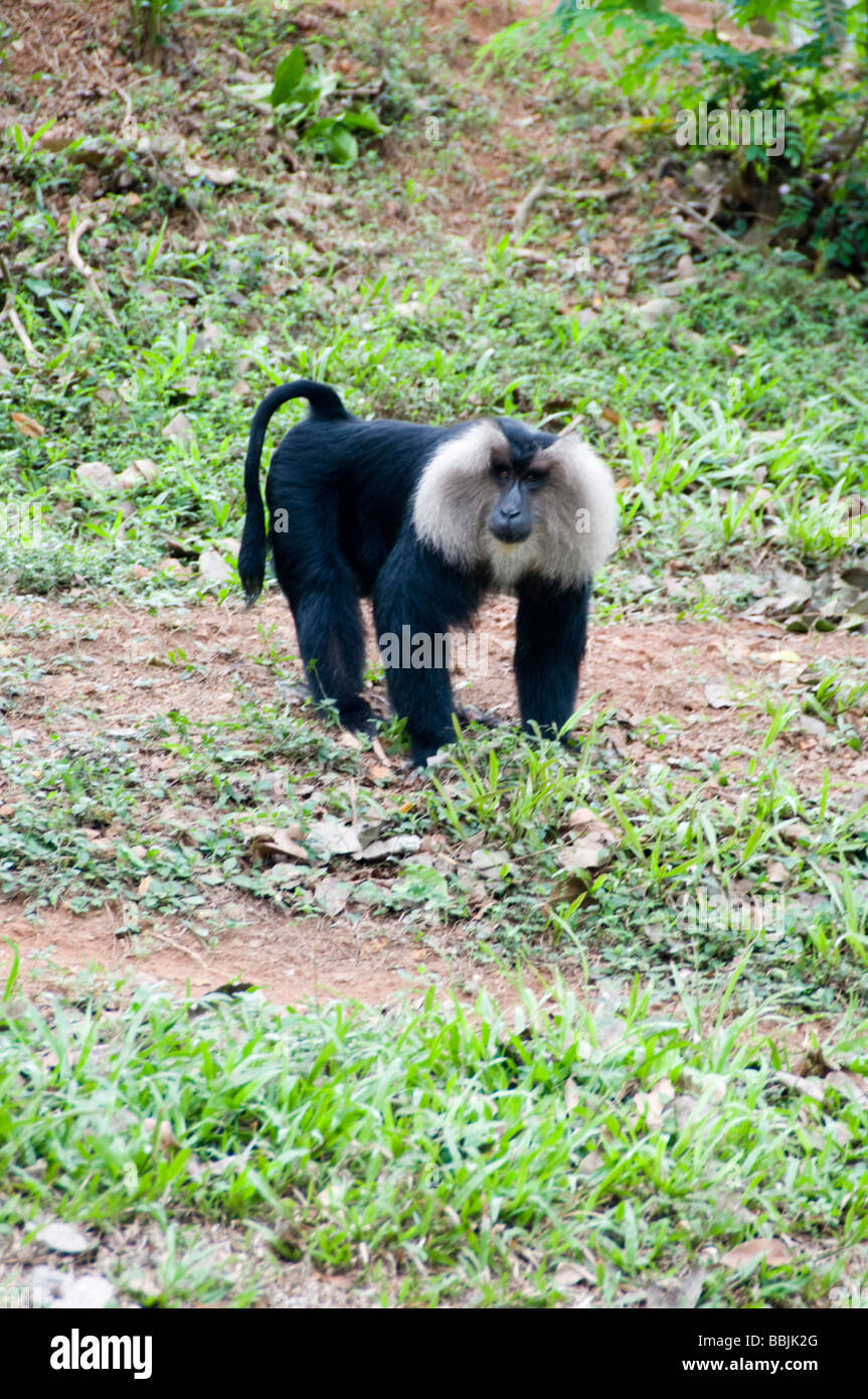 Lion tailed Macaque (Macaca silenus Stock Photo - Alamy