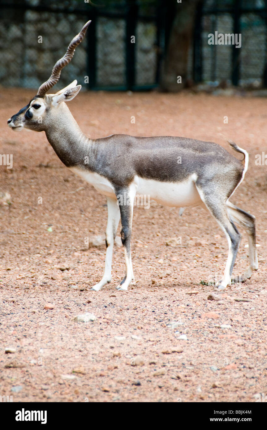 A Male Black Buck, Antelope cervicapra in sanctuary, Gujrat, India ...