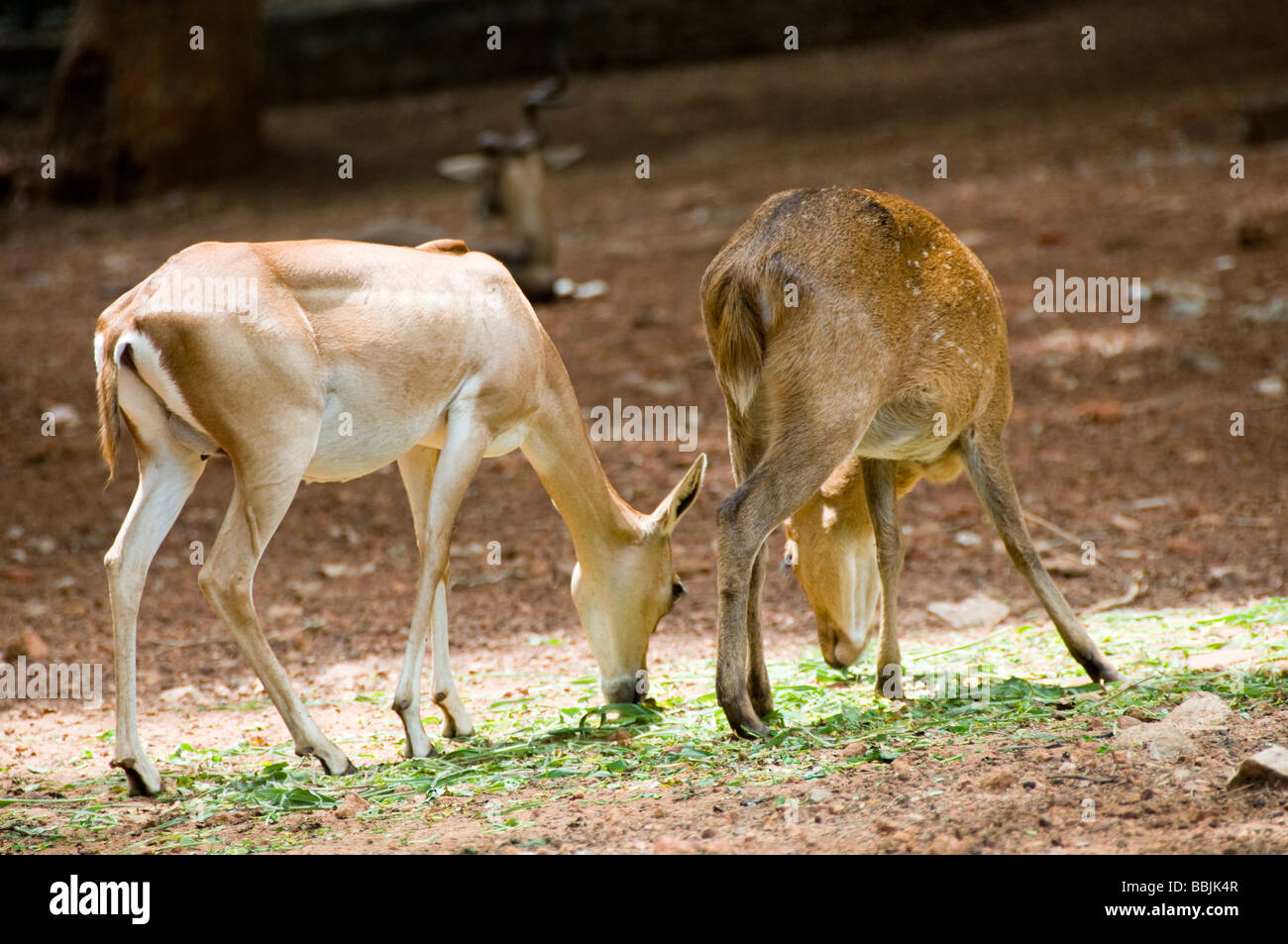 Black Buck Female Stock Photo - Alamy