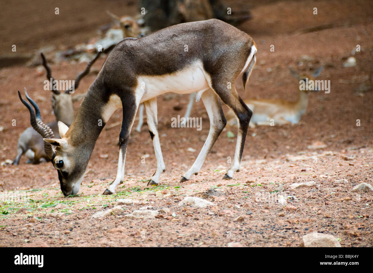 Indian antelope species hi-res stock photography and images - Alamy