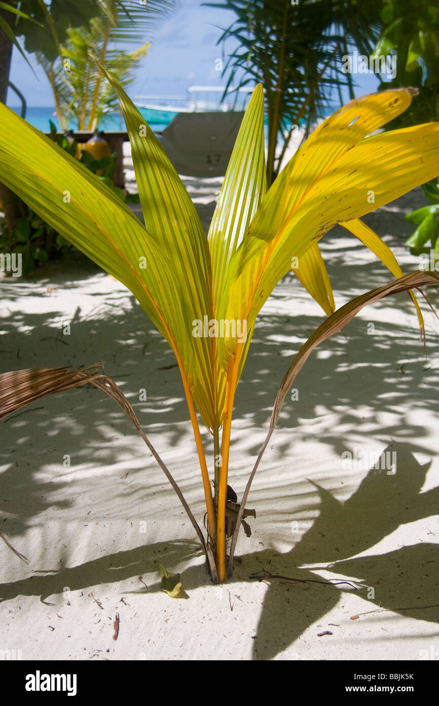 A young Palm Tree Stock Photo - Alamy