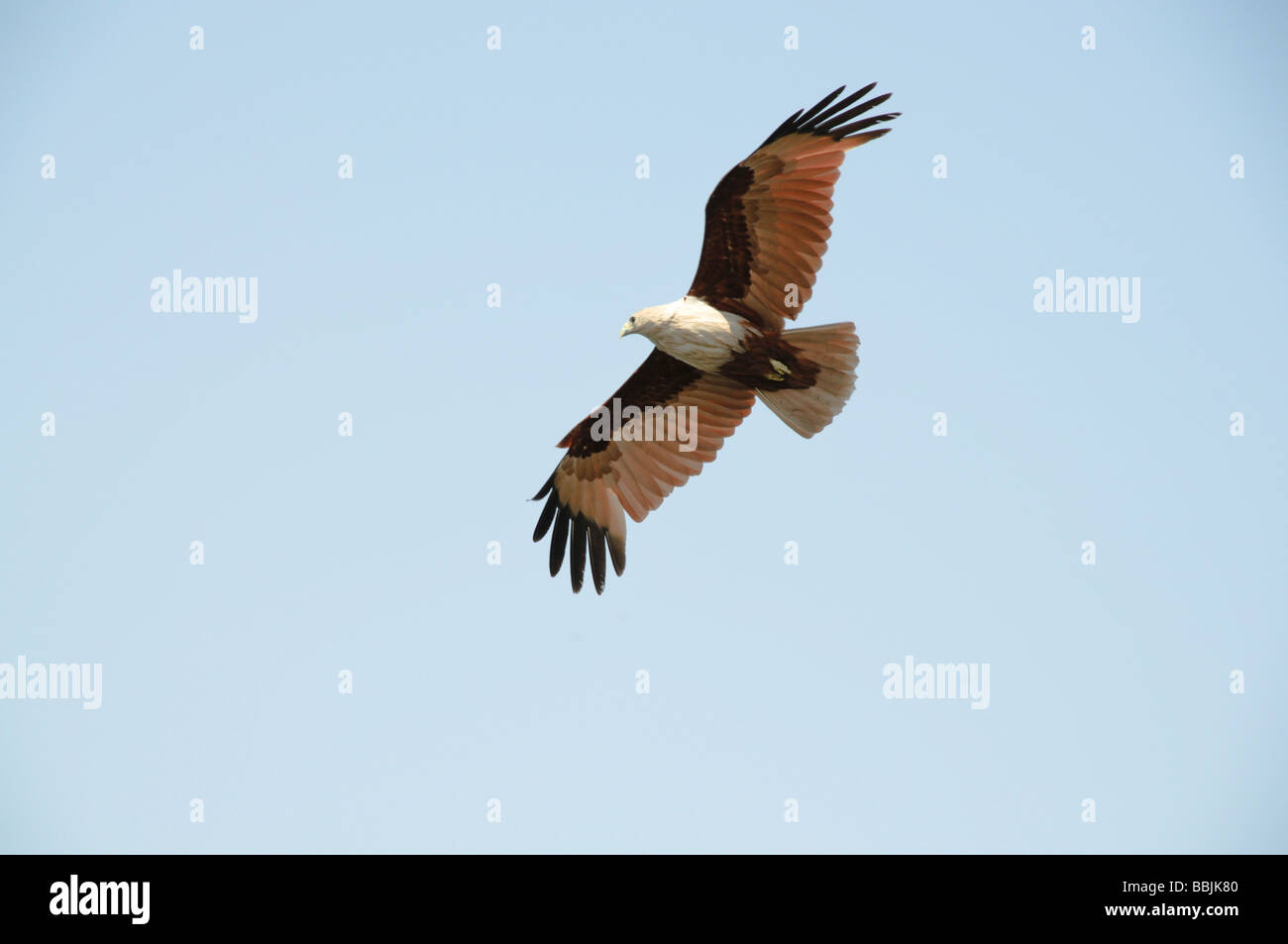 Indian eagle flying hi-res stock photography and images - Alamy