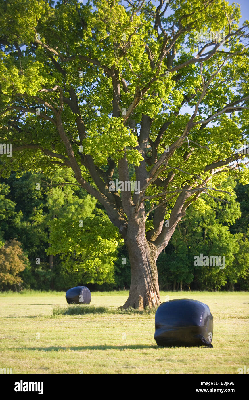 Wrapped Silage Bales In A Field Stock Photo - Alamy