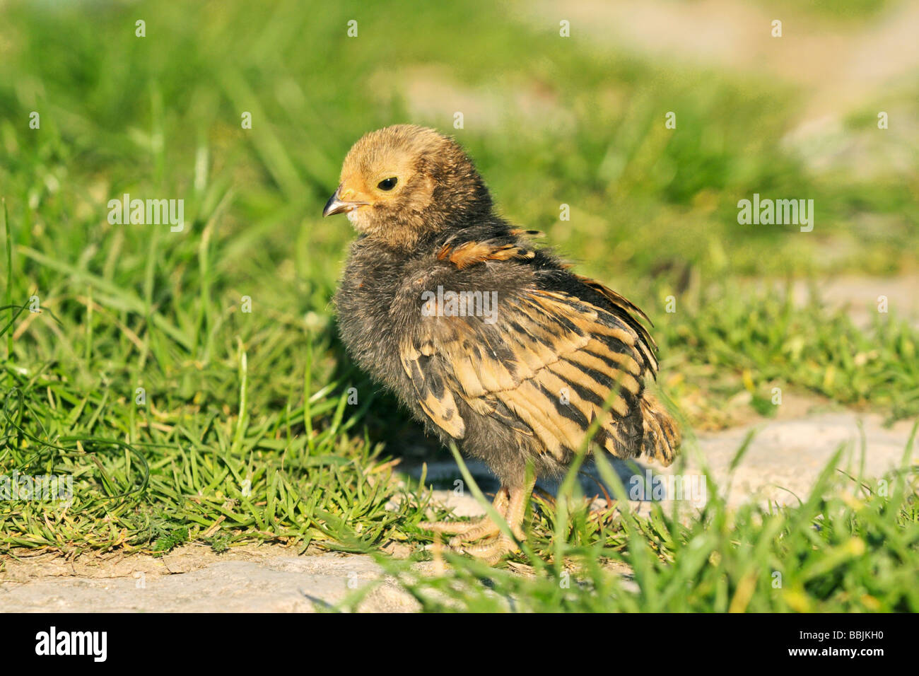 Belgian aves hi-res stock photography and images - Alamy