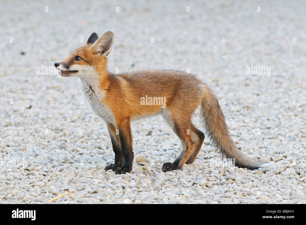 young fox - standing Stock Photo - Alamy