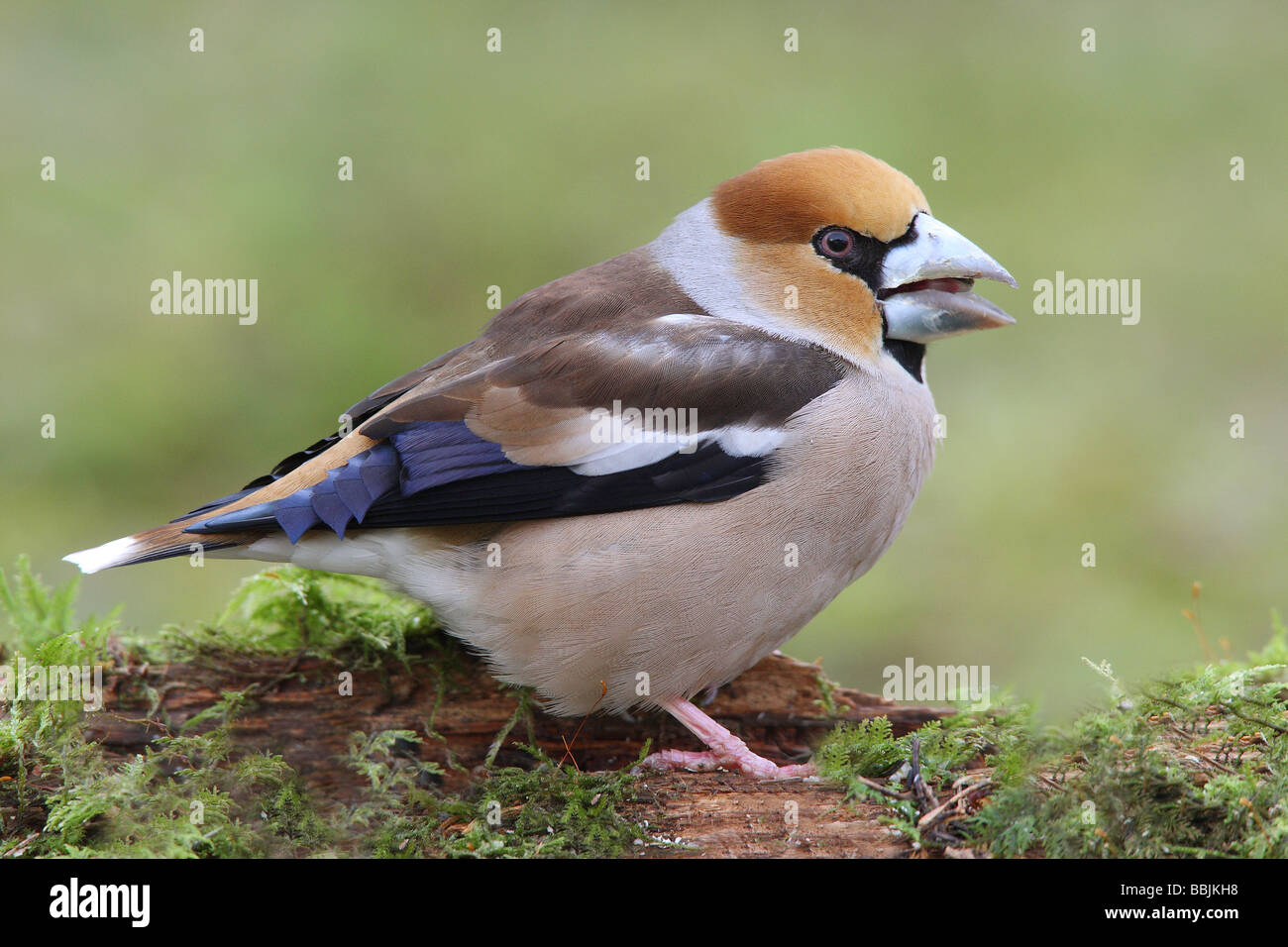 Hawfinch - standing / Coccothraustes Coccothraustes Stock Photo - Alamy