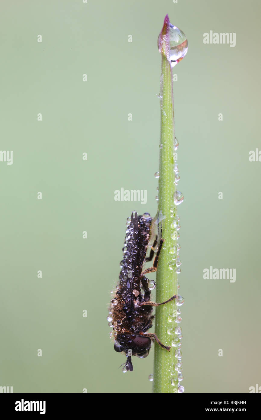 Bee and grass hi-res stock photography and images - Alamy