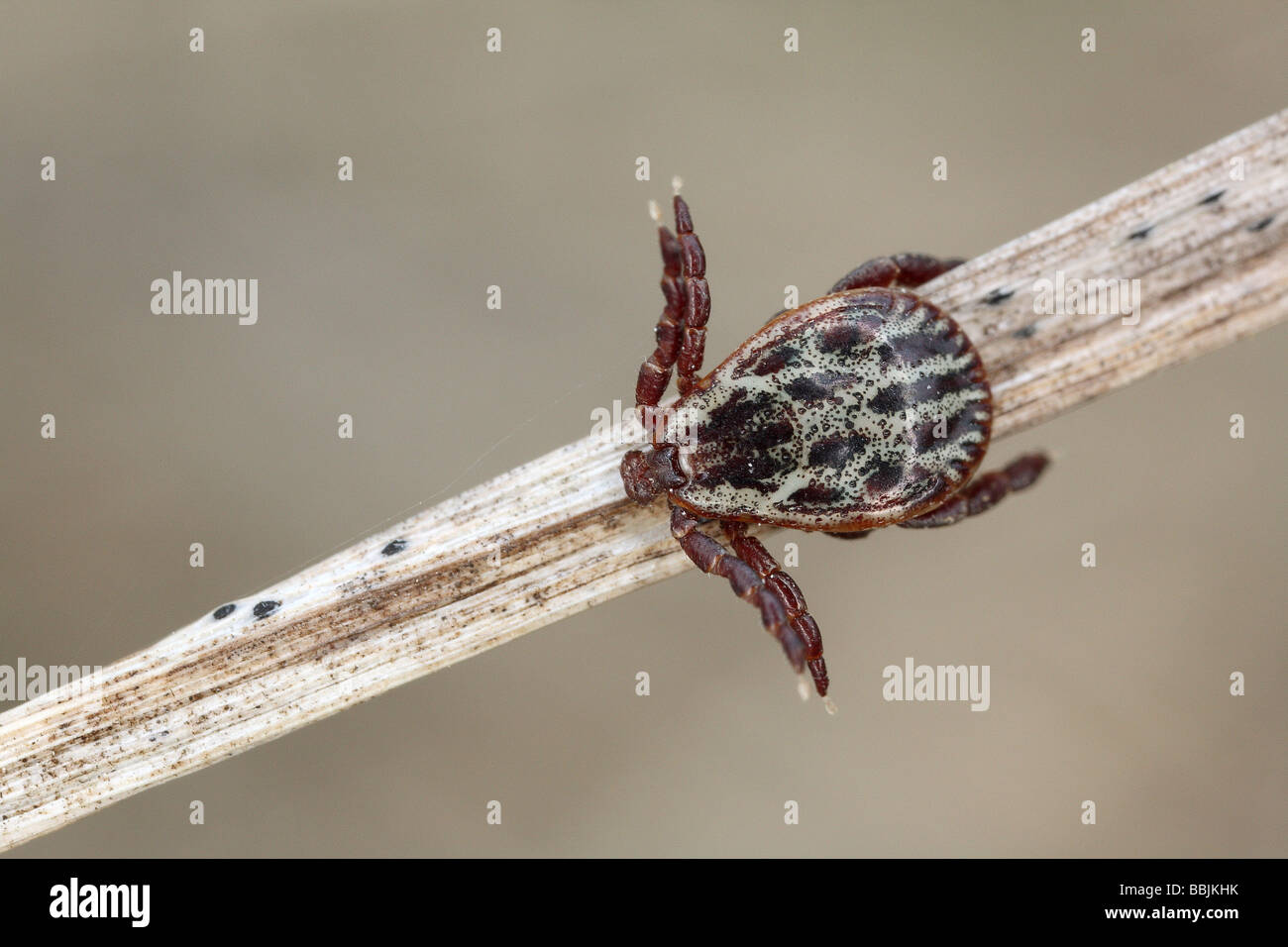 tick on stalk Stock Photo - Alamy