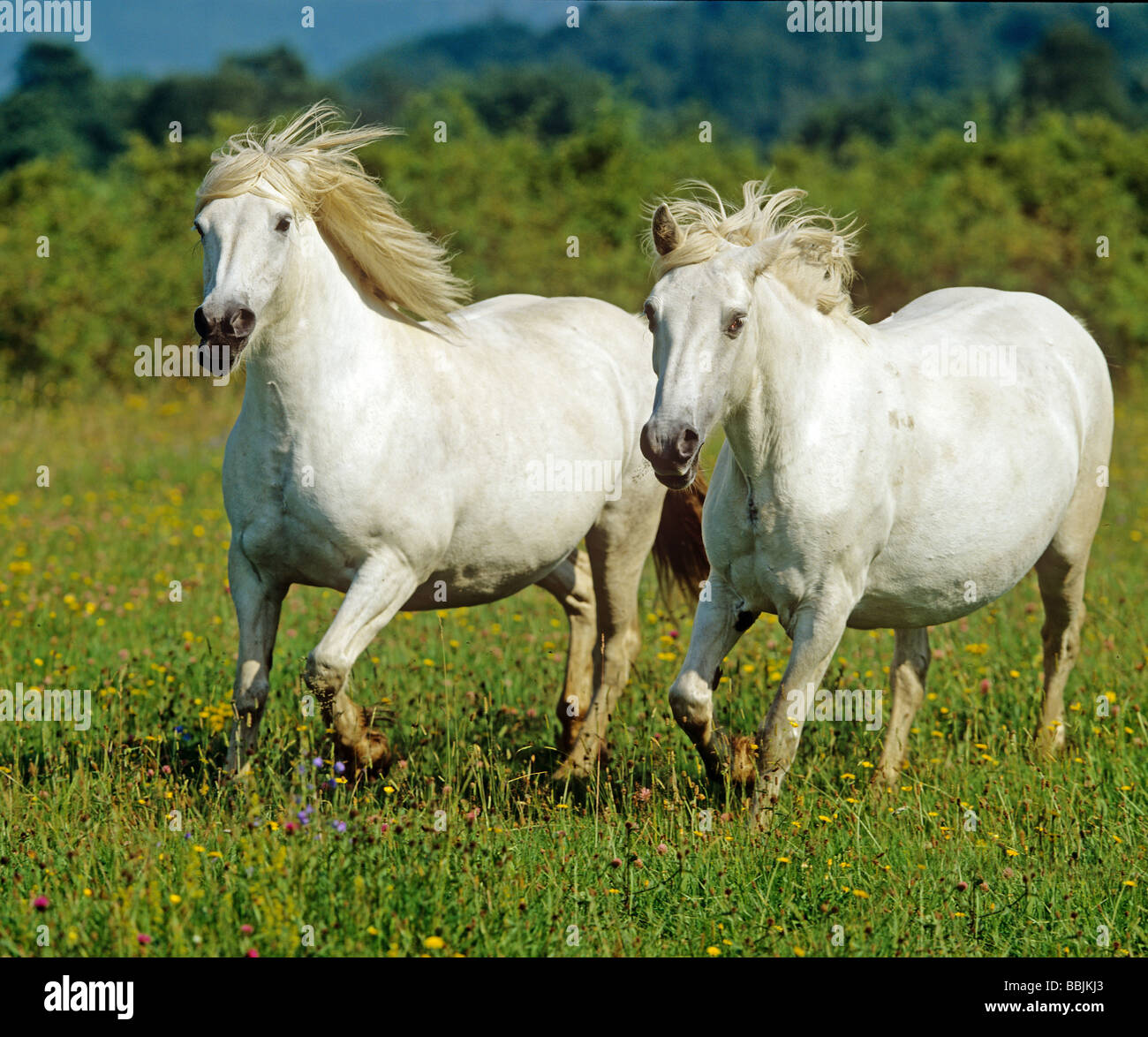 Garron horses animals white hi-res stock photography and images - Alamy