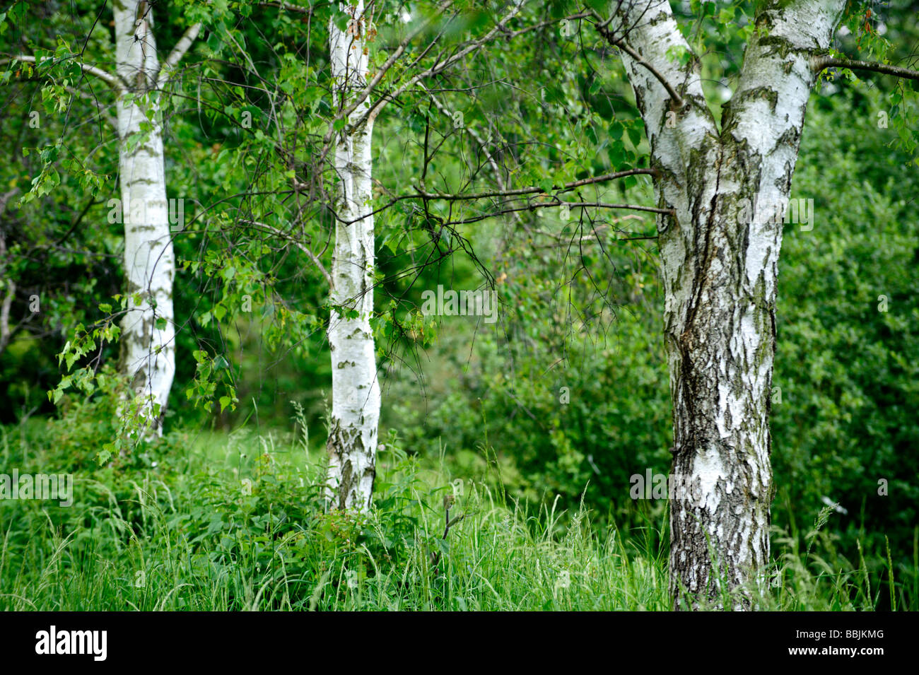 Small copse of Silver Birch trees Stock Photo - Alamy