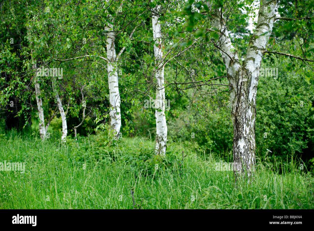 Small tree copses hi-res stock photography and images - Alamy