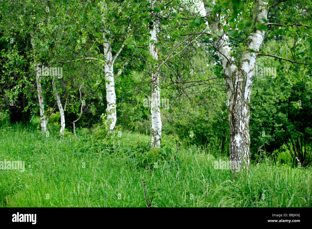 Small copse hi-res stock photography and images - Alamy
