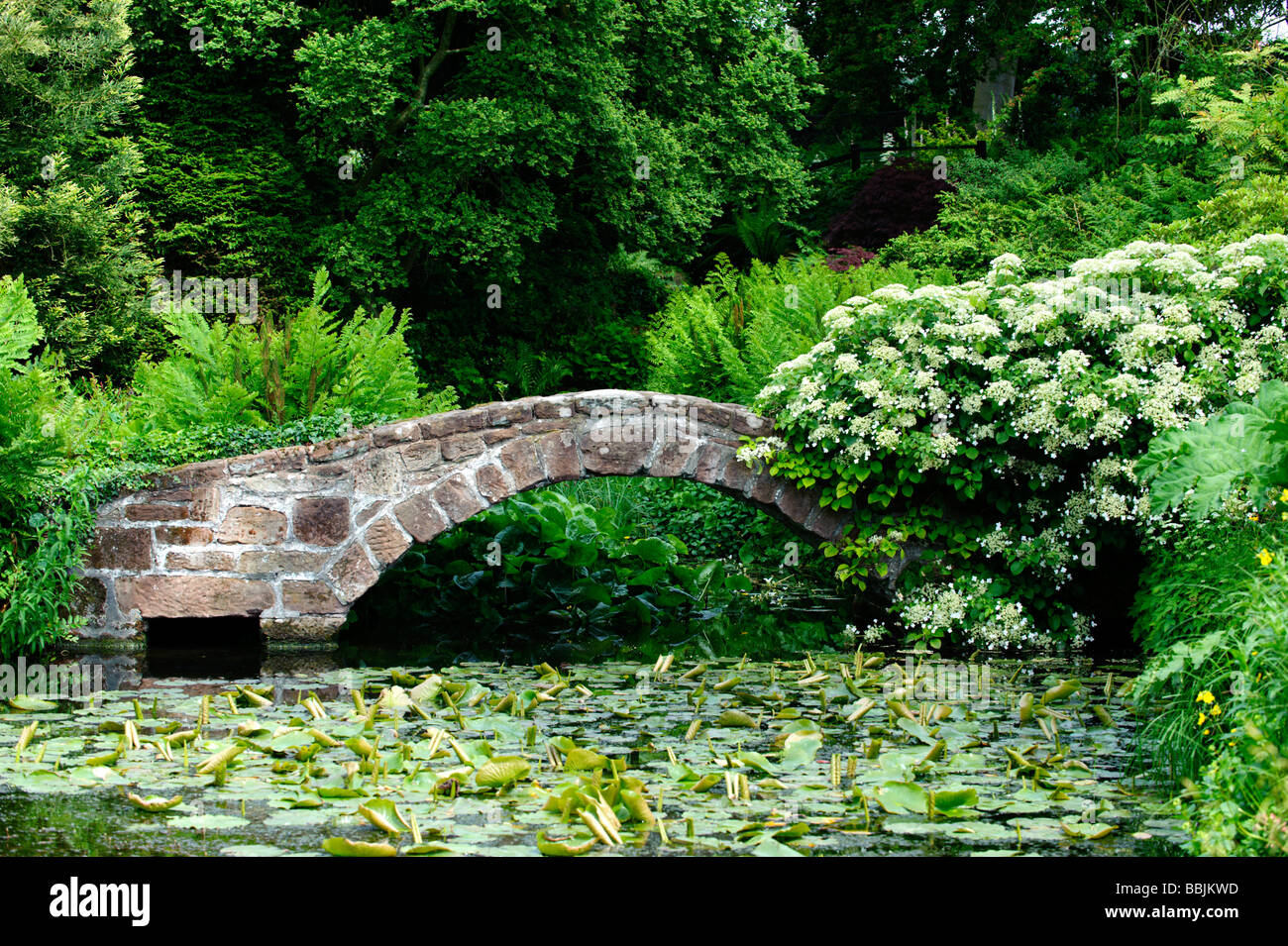 Pretty stone bridge over a waterlily filled pond Stock Photo - Alamy