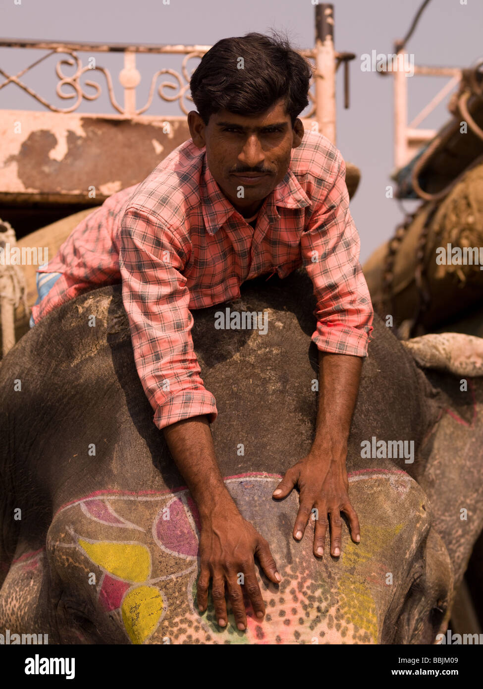 Man on elephant in India Stock Photo - Alamy