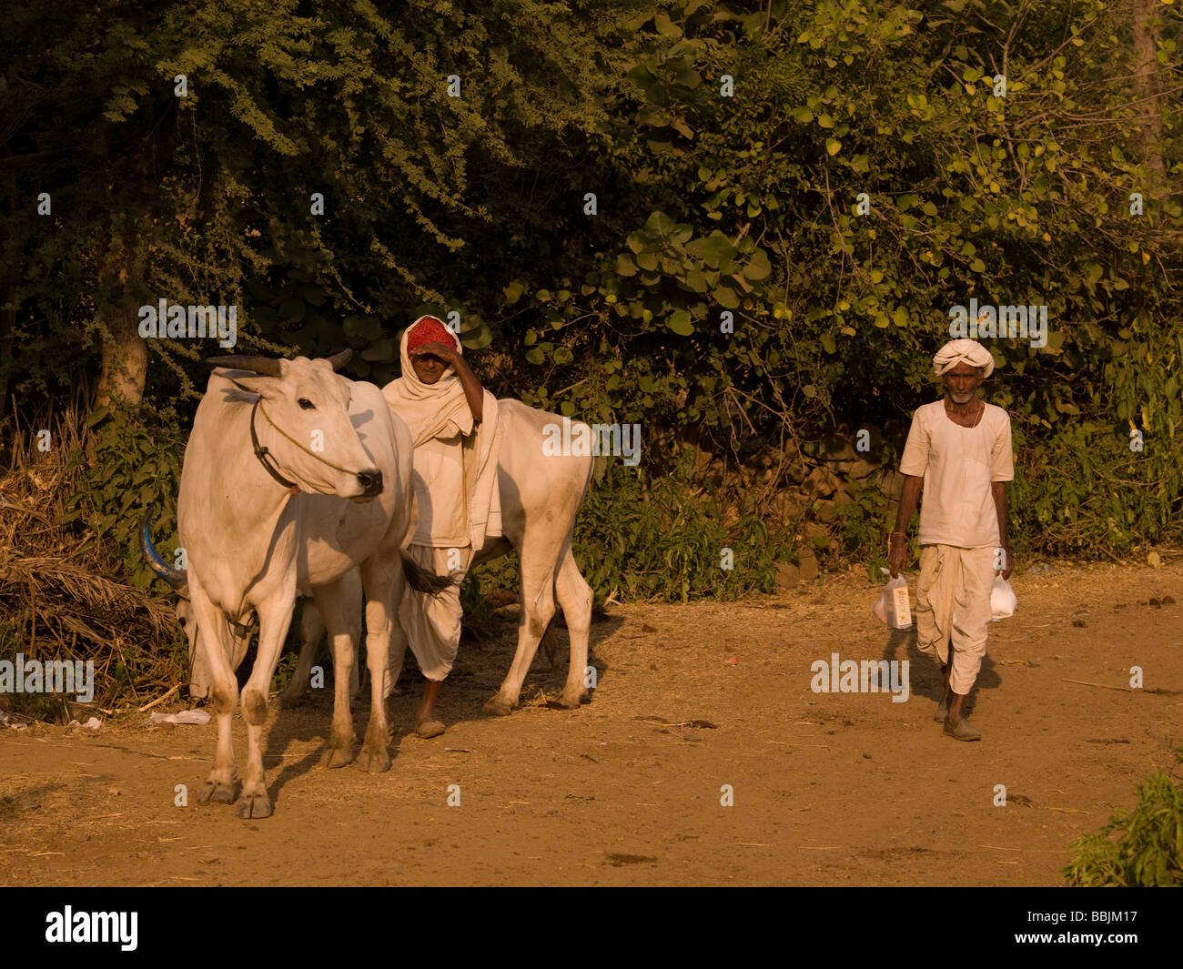Men with cows on a dirt road in rural India Stock Photo - Alamy